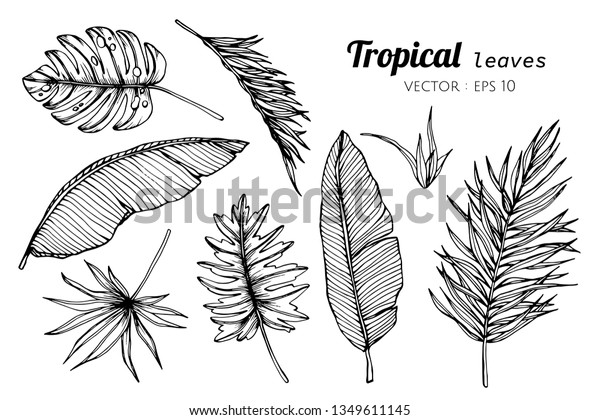 Collection Set Tropical Leaves Drawing Illustration Stock Vector ...