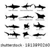 7+ Thousand Tiger Shark Royalty-Free Images, Stock Photos & Pictures ...