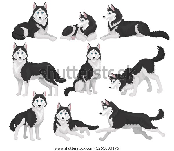 Collection Siberian Husky Various Poses White Stock Vector (Royalty ...