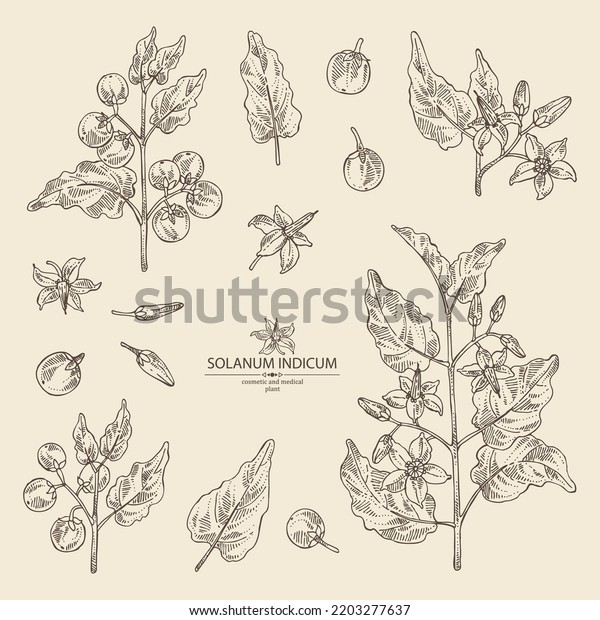 Collection Solanum Indicum Brihati Plant Leaves Stock Vector (Royalty ...