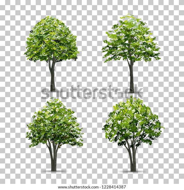 Collection Tree Isolated On Transparent Background Stock Vector ...