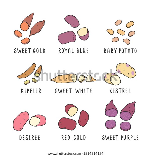 Collection Various Kinds Potato Colored Illustration Stock Vector ...