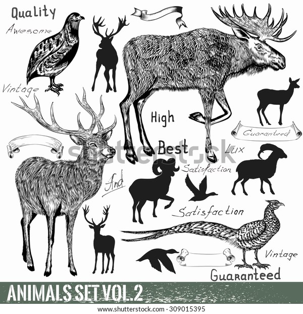Collection Vector Hand Drawn Detailed Wild Stock Vector (Royalty Free ...