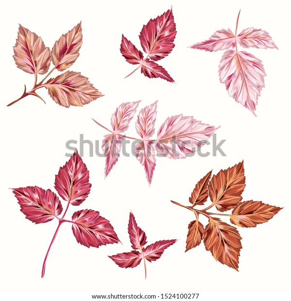 Collection Vector Pink Autumn Leaves Realistic Stock Vector (Royalty ...