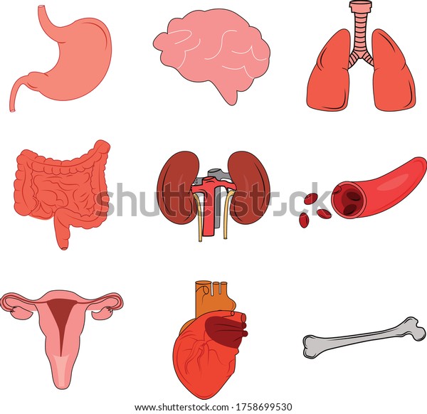 Collection Vectors Showing Important Body Organs Stock Vector (Royalty ...