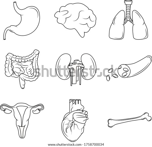 2,928 Digestive System Outline Images, Stock Photos & Vectors ...