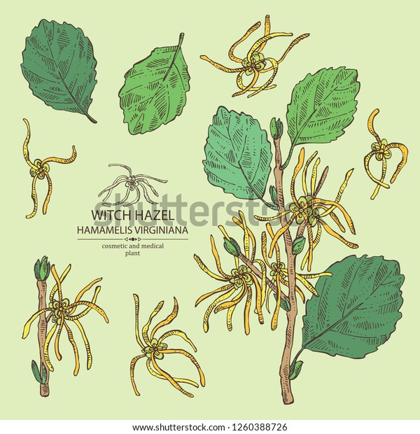 Collection of witch hazel: witch hazel flowering branch, leaves, and ...