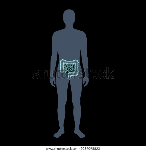 Colon Anatomical Poster Small Large Intestine Stock Vector (Royalty ...