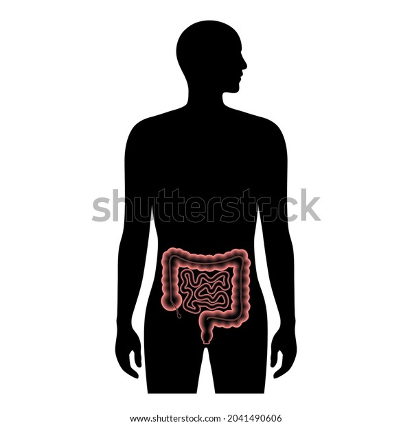 Colon Anatomical Poster Small Large Intestine Stock Vector (Royalty ...