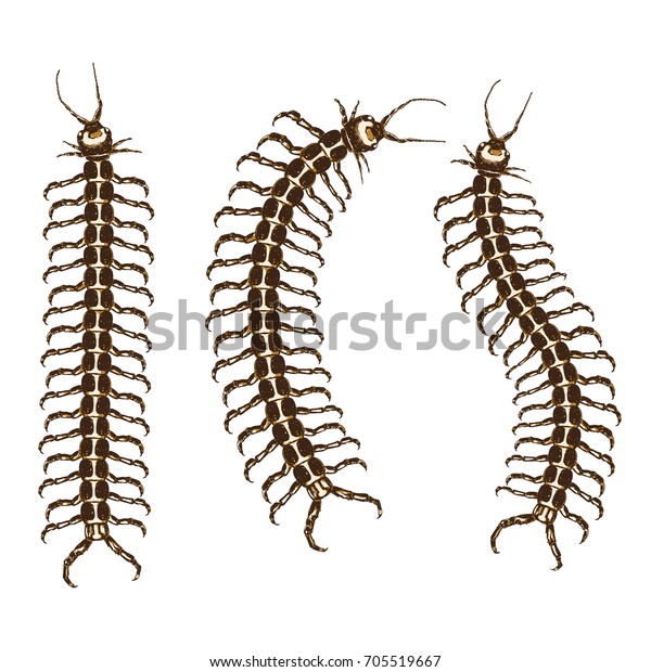 Color Centipede Hand Drawn Isolated Insect Stock Vector (Royalty Free ...
