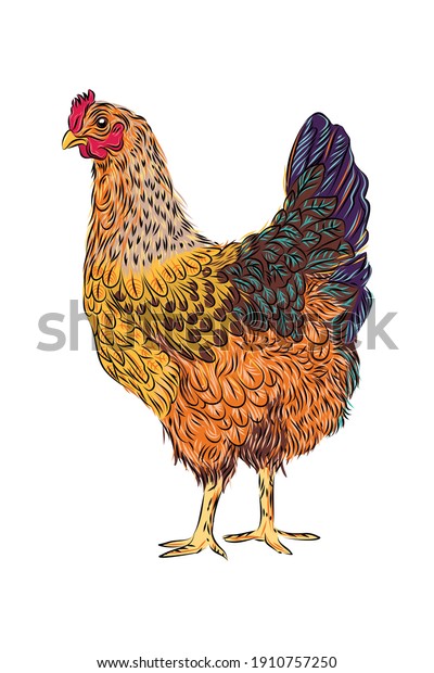 Color Chicken Hand Drawn Vector Illustration Stock Vector (Royalty Free ...
