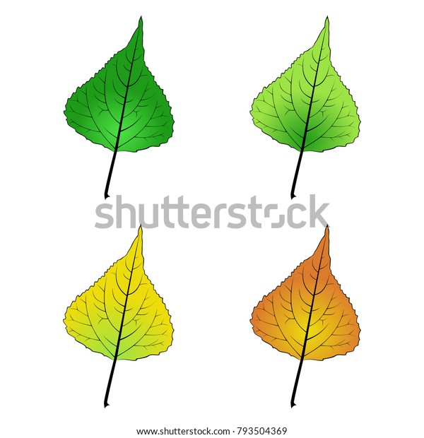 Color Variations Vector Illustration Poplar Leaf Stock Vector (Royalty ...