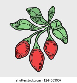 Colored Hand Drawing Engraving Vector Goji Stock Vector (Royalty Free ...