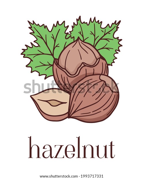 Colored Illustration Hazelnut Cartoon Style Stock Vector (Royalty Free ...