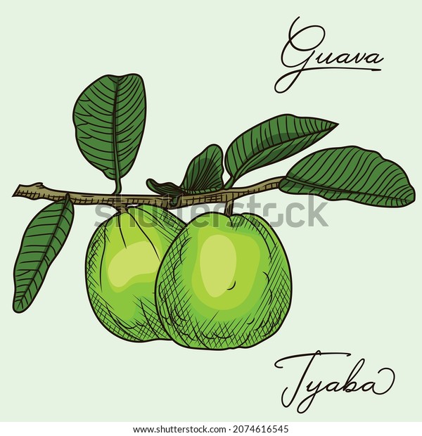 Colored Sketch Guava Hand Drawing Guava Stock Vector (Royalty Free ...