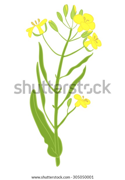Colored Vector Illustration Rapeseed Flowers On Stock Vector (Royalty ...