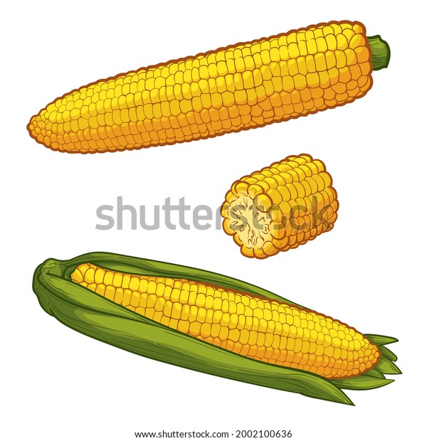 Colorful Corn Cartoon Style Vector Illustration Stock Vector (Royalty ...