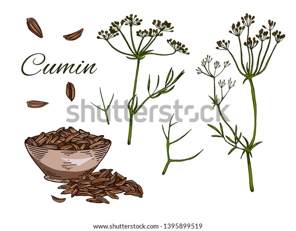 Colorful Cumin Hand Drawn Set Retro Stock Vector (Royalty Free ...