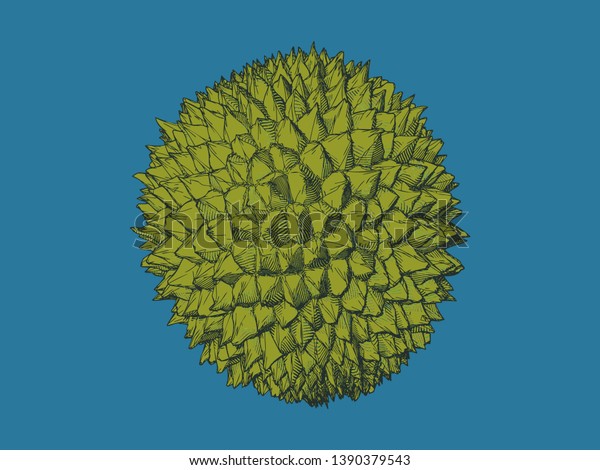 Vektor Stok Colorful Engraving Drawing Spiky Fruit Durian (Tanpa ...