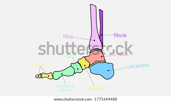 Colorful Foot Skeleton Bone Names Stock Vector (Royalty Free ...