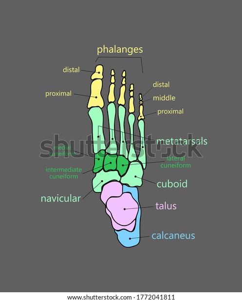 Colorful Foot Skeleton Bone Names Stock Vector (Royalty Free ...