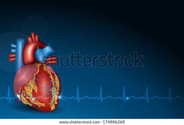 Colorful Human Heart Normal Sinus Rhythm Stock Vector (Royalty Free ...