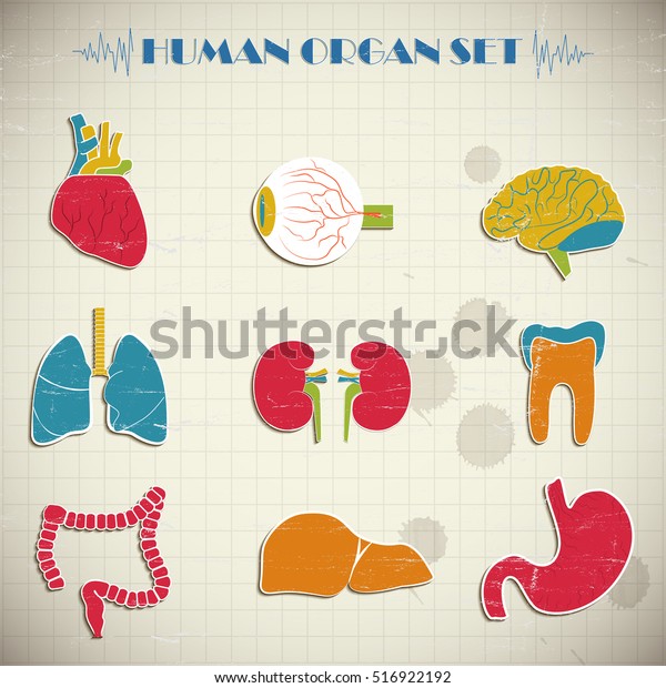 Colorful Human Internal Organs Set Isolated Stock Vector (Royalty Free ...