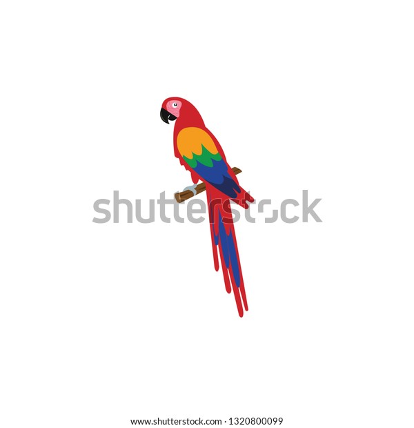 Colorful Parrot Cartoon Vector On White : image vectorielle de stock ...