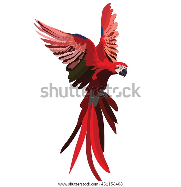Colorful Red Flying Parrot Vector Isolated Stock Vector (Royalty Free ...