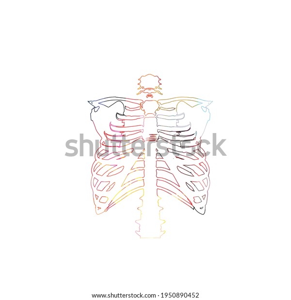Colorful Rib Skeleton Rib Cage Bones Stock Vector (Royalty Free ...