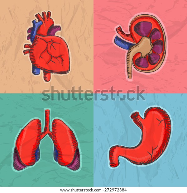 Colorful Set Internal Human Organs Heart Stock Vector (Royalty Free ...