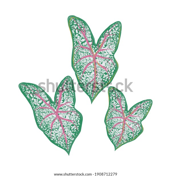 Colorful taro leaves vector illustrations with hand drawn style