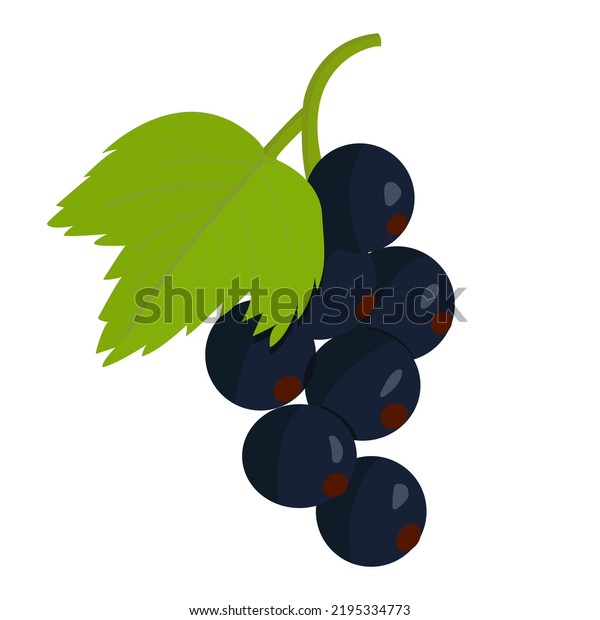 Colorful Vector Drawing Blackcurrant That Great Stock Vector (Royalty ...