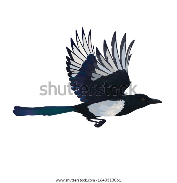 104 Realistic Magpie Images, Stock Photos & Vectors | Shutterstock