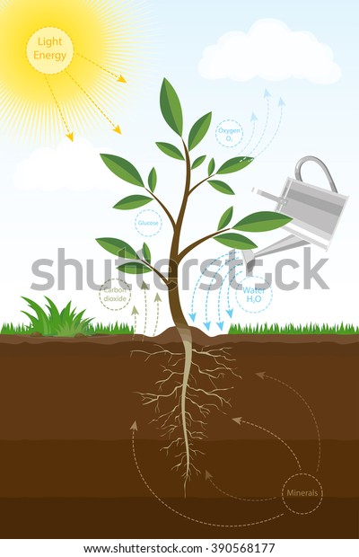 Colorful Vector Illustration Photosynthesis Process Plant Stock Vector ...