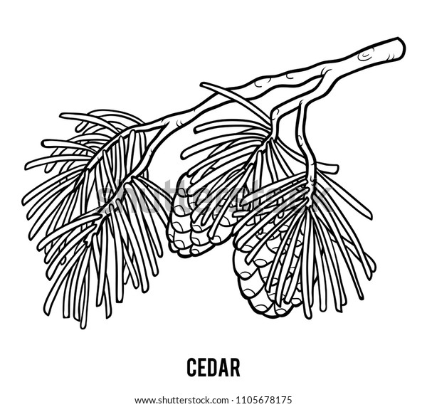 Coloring Book Children Cedar Stock Vector (Royalty Free) 1105678175 ...