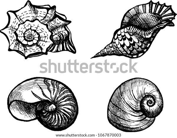 Coloring Book Set Seashell Drawings Outline Stock Vector (Royalty Free ...