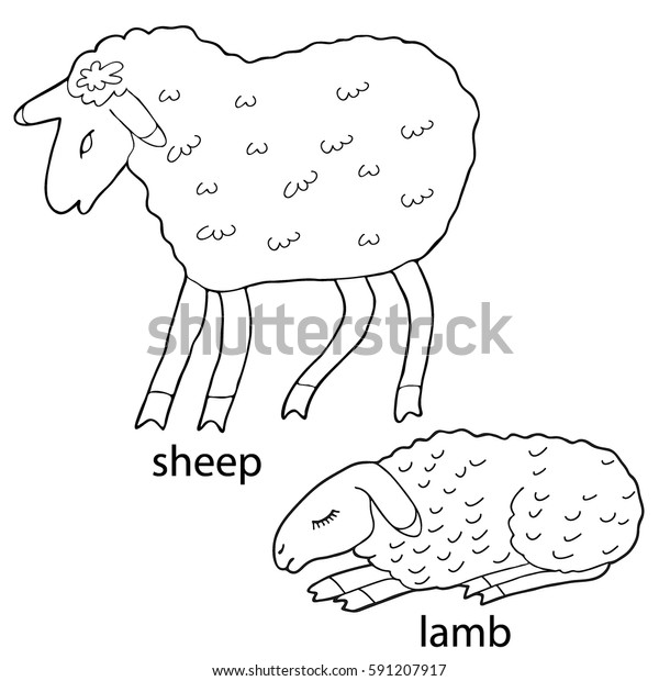 Coloring Book Sheep Lamb Hand Drawn Stock Vector (Royalty Free ...