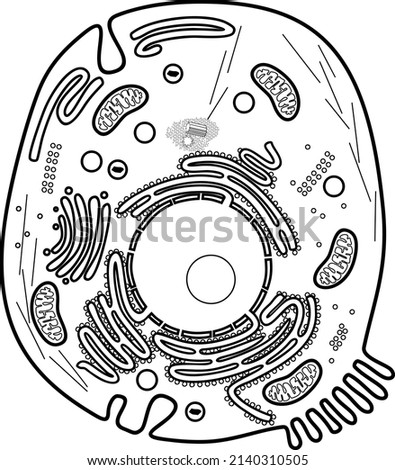Animal Cell Clipart | Free download on ClipArtMag