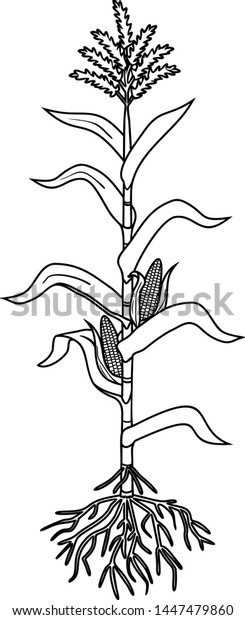 Coloring Page Corn Maize Plant Leaves Stock Vector (Royalty Free ...