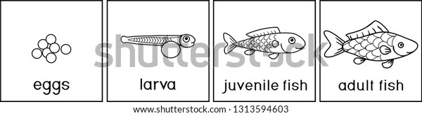 Coloring Page Life Cycle Fish Sequence Stock Vector (Royalty Free ...