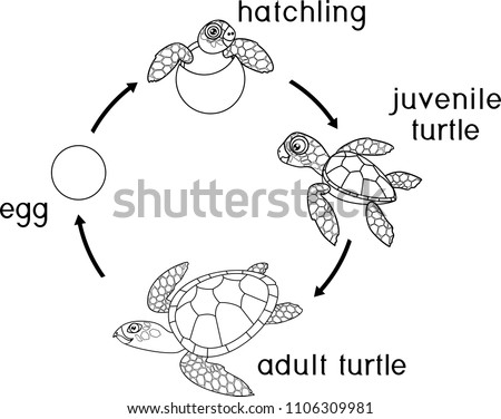 Coloring Page Life Cycle Sea Turtle Stock Vector (Royalty Free ...