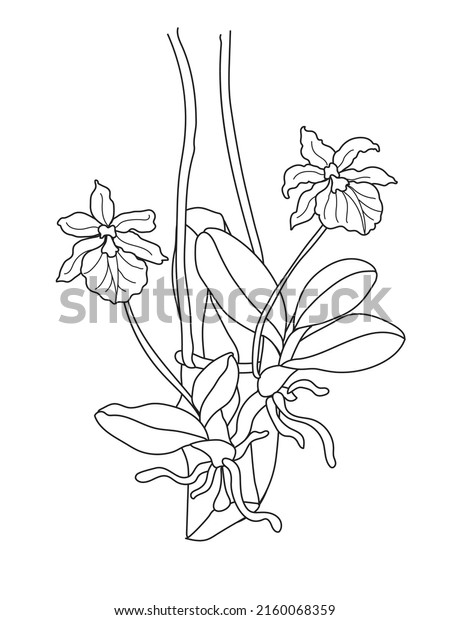 Vektor Stok Coloring Page Orchids Vector Stock Illustrator (Tanpa ...