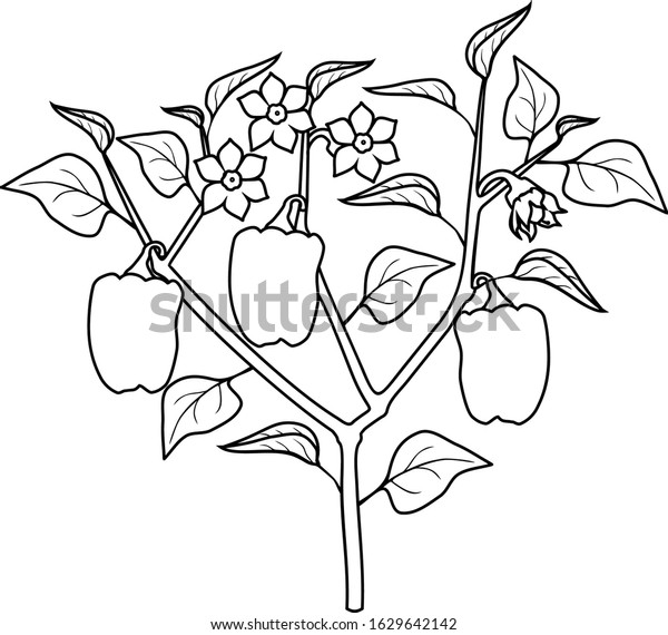 Coloring Page Pepper Plant Leaves Peppers Stock Vector (Royalty Free ...