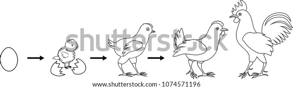 Coloring Page Stages Chicken Growth Egg Stock Vector (Royalty Free ...