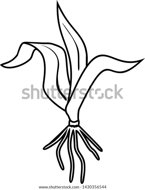Coloring Page Young Corn Maize Plant Stock Vector (Royalty Free ...