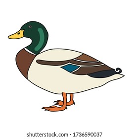 Colourful Duck Simple Vector Illustration Stock Vector (Royalty Free ...