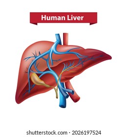 Colourful Human Liver Vector Illustration: เวกเตอร์สต็อก (ปลอดค่า ...