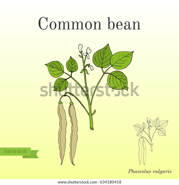 Common Bean Phaseolus Vulgaris Hand Drawn Stock Vector (Royalty Free ...