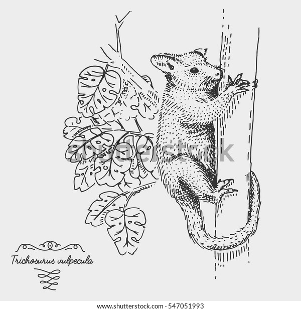 Common Brushtail Possum Trichosurus Vulpecula Engraved Stock Vector ...